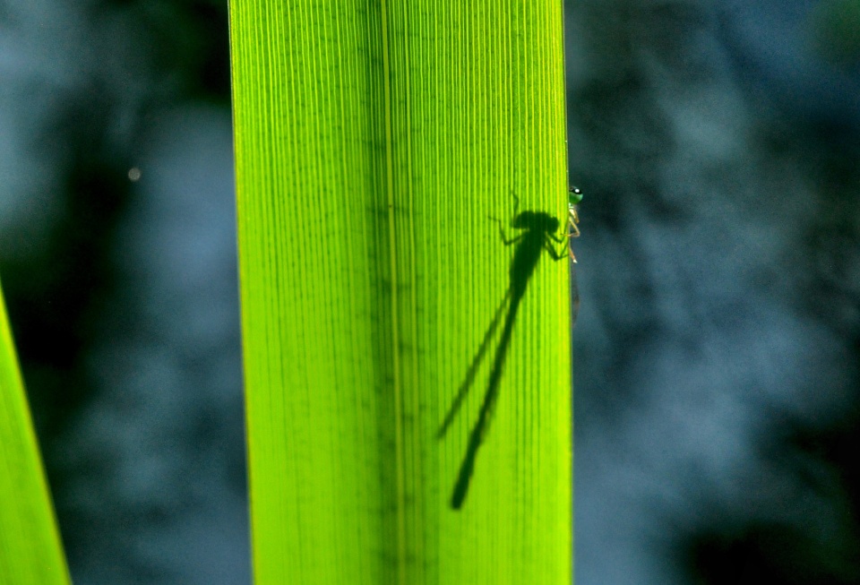 Shadow | Ingeborg | Blipfoto