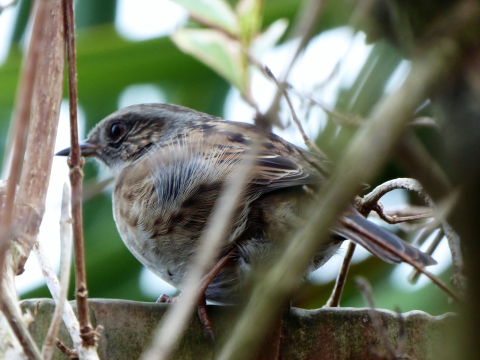 Ruffled feathers | welshmaid50 | Blipfoto