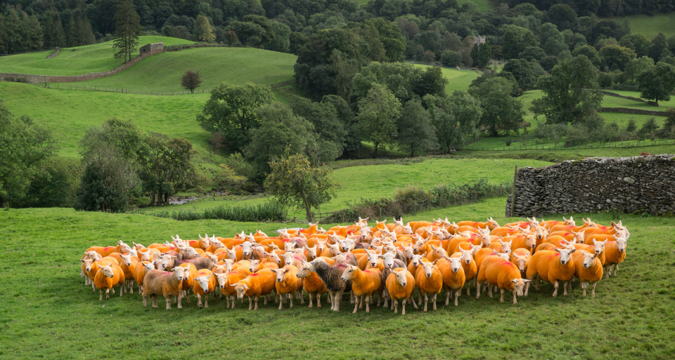 Orange sheep! | JohnGravett | Blipfoto