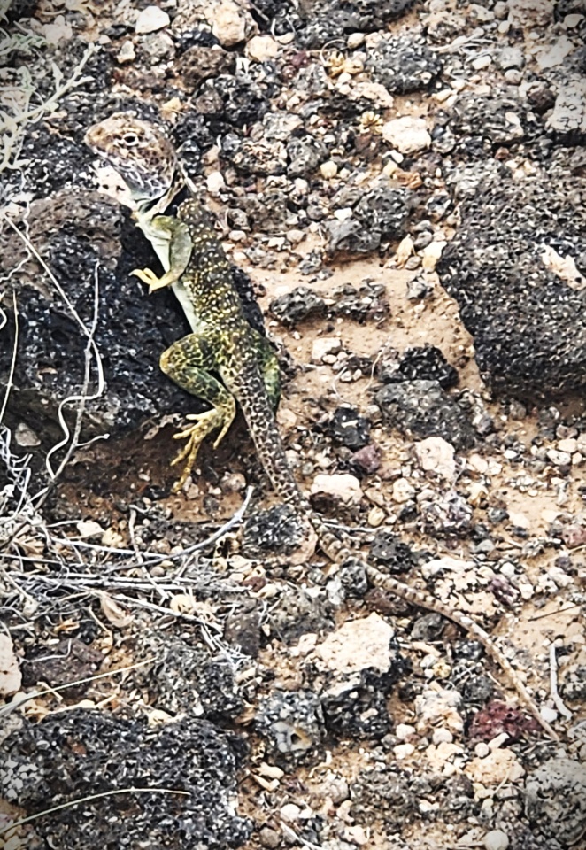 Collared Lizard | MovableParts | Blipfoto