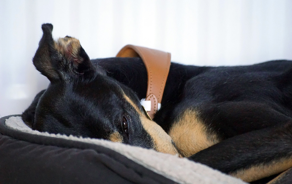 Let dozing dogs... | Inverculain | Blipfoto