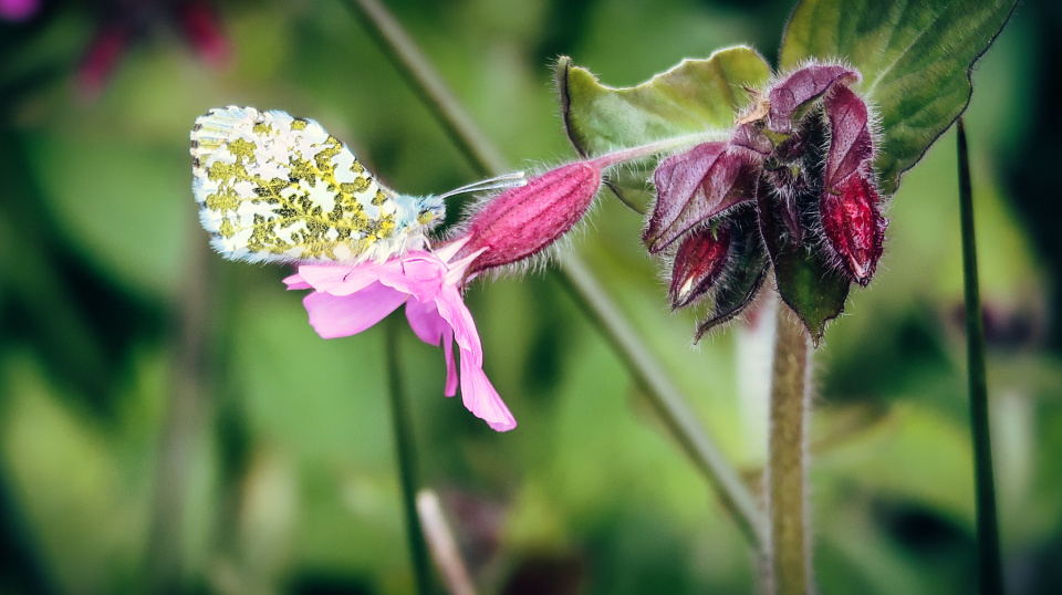 Dampish and murkyish but... | freespiral | Blipfoto