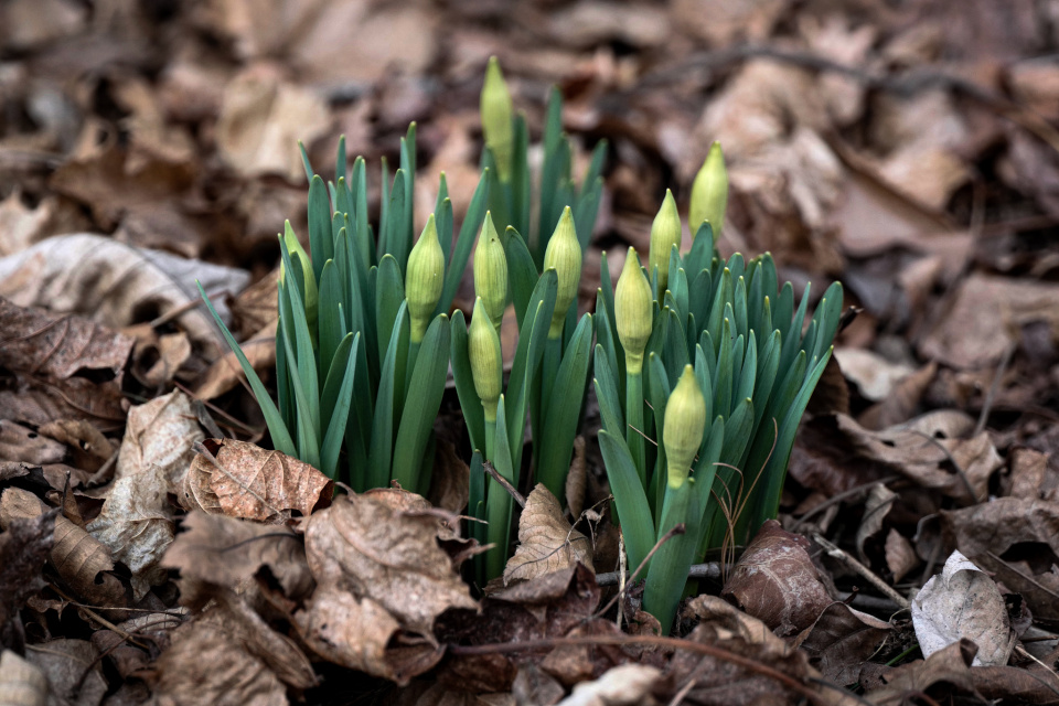 Welcomed Signs of Spring | justbe | Blipfoto