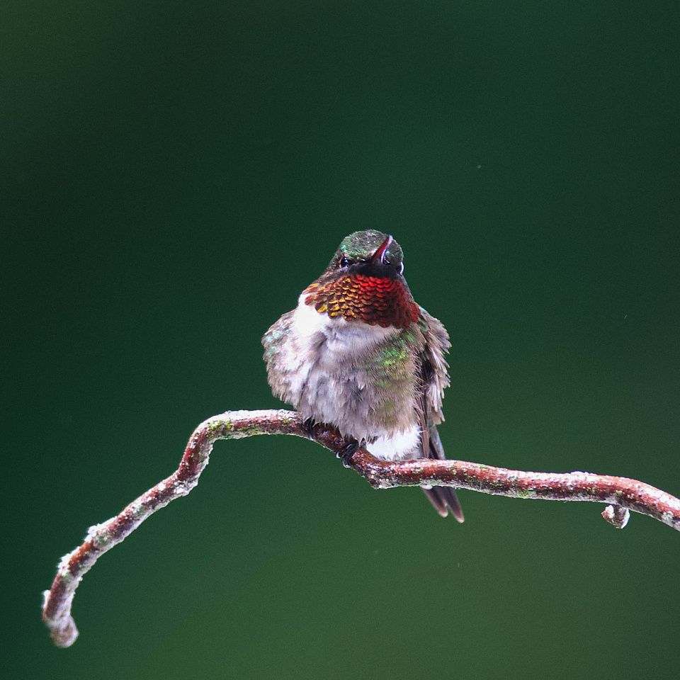 Mr. Hummer poses | justbe | Blipfoto