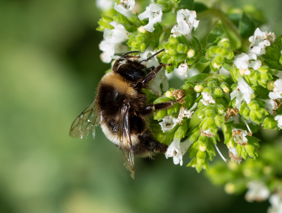 Bumble bee | DarkEyedMary | Blipfoto