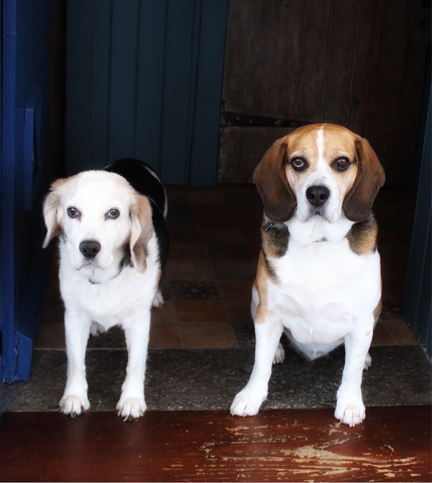 Mr and Mrs Beagle | Charlie17 | Blipfoto