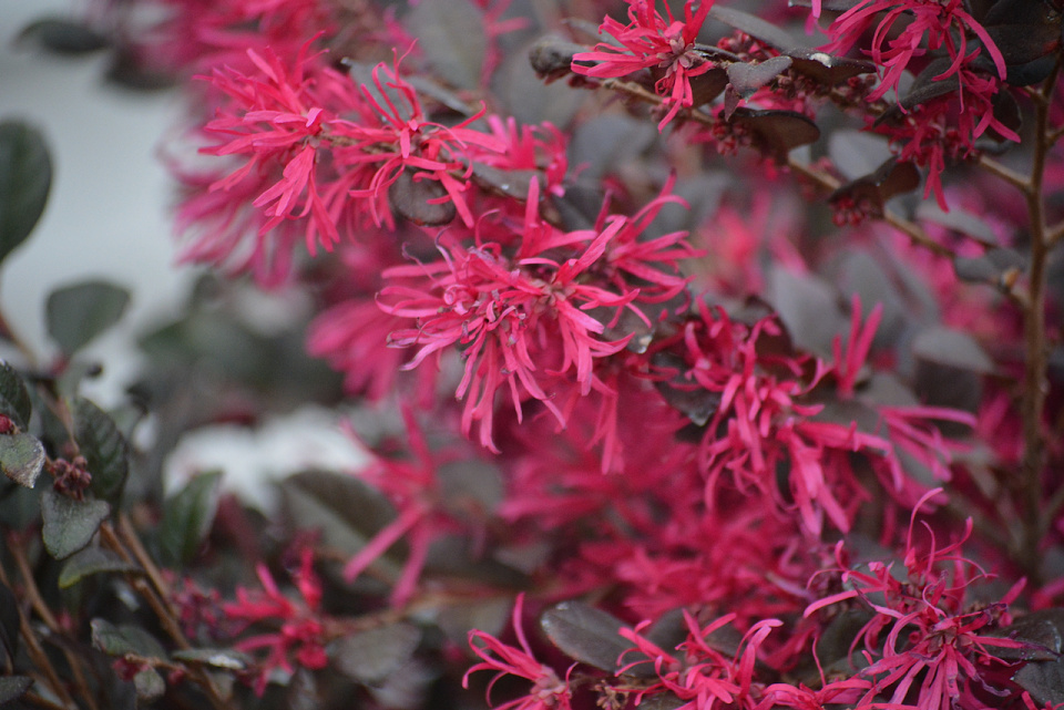 Fringe Flower | Doingok | Blipfoto