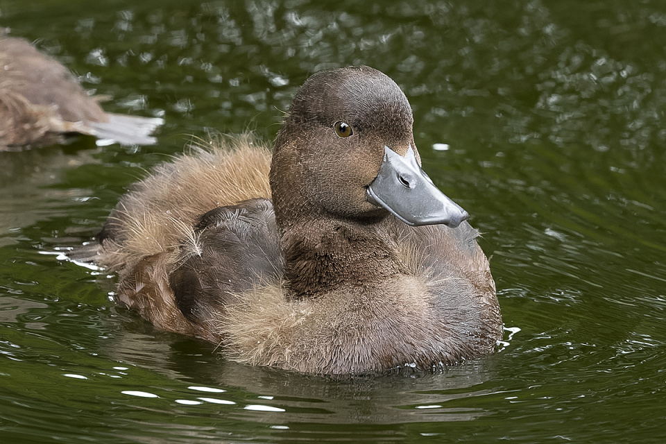 Scaup duckling | twigs | Blipfoto