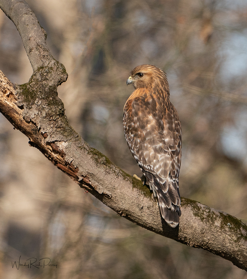 Hawk Habitat | wrperry | Blipfoto