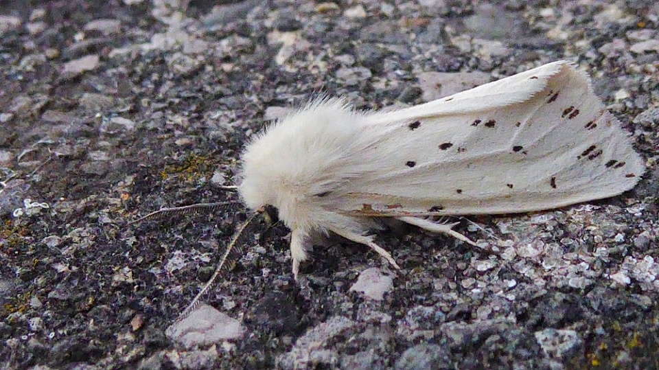 White Ermine Moth | intothehills | Blipfoto