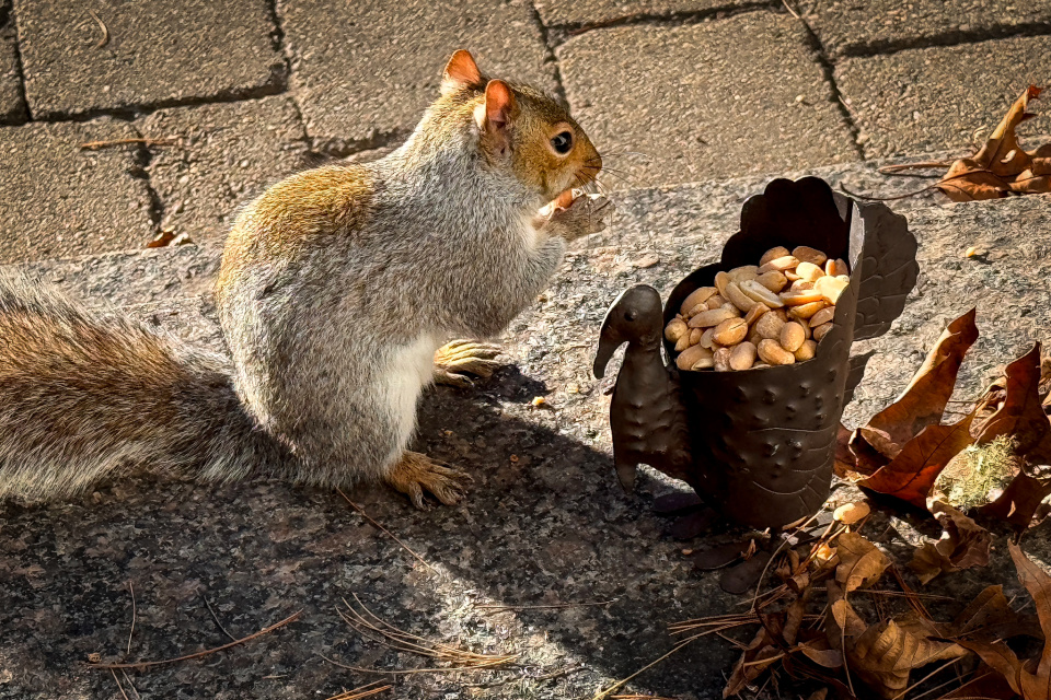 Thanksgiving Week for Squirrels | justbe | Blipfoto