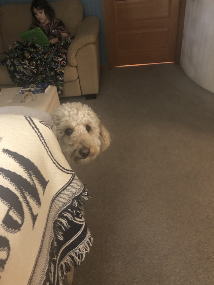 Peek-a-boo! | comments | Blipfoto