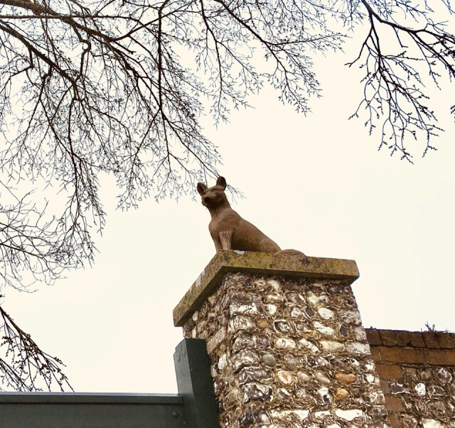 Flint and Fox | LifeLines | Blipfoto