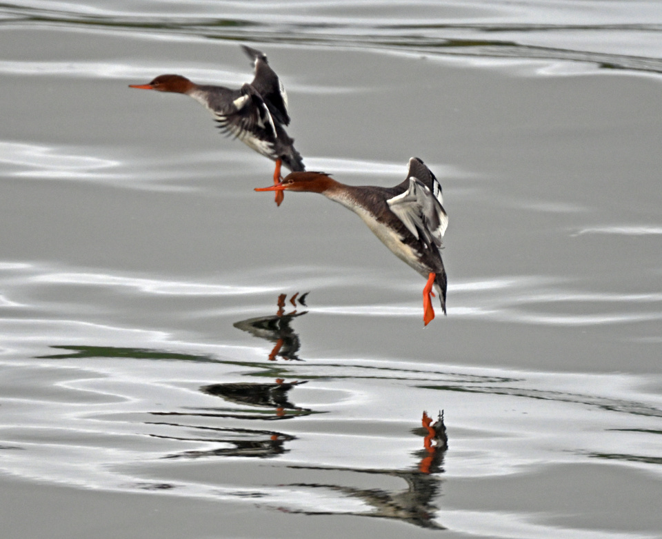Red-breasted Mergansers | Orc2009 | Blipfoto