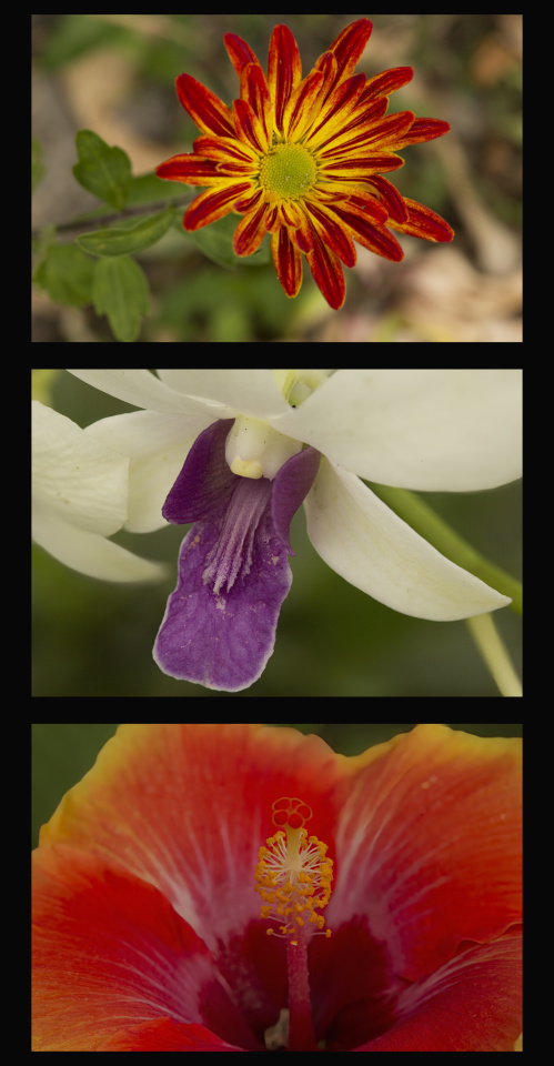 Flowers | bugsman | Blipfoto