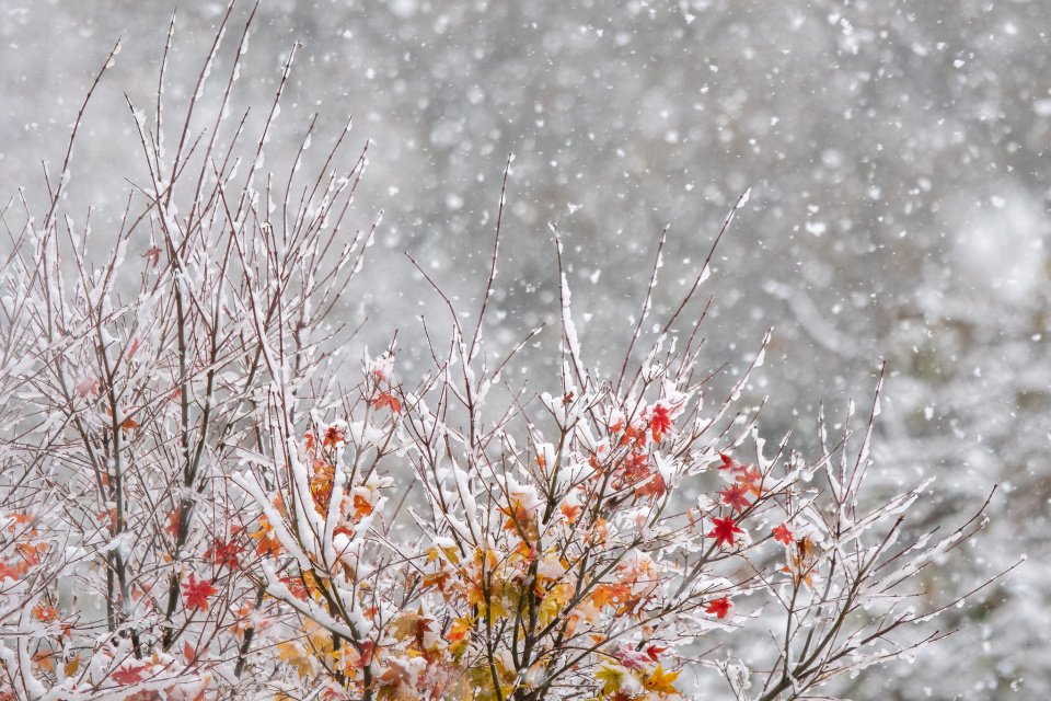 Autumn Meets Winter | AH14 | Blipfoto