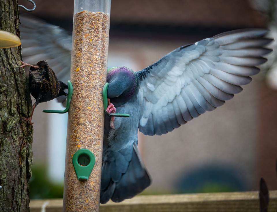 Starling and pigeon | DarkEyedMary | Blipfoto