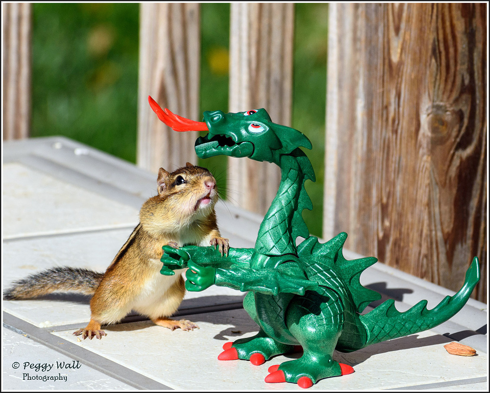 Silly Saturday .... | SquirrelsEtc | Blipfoto