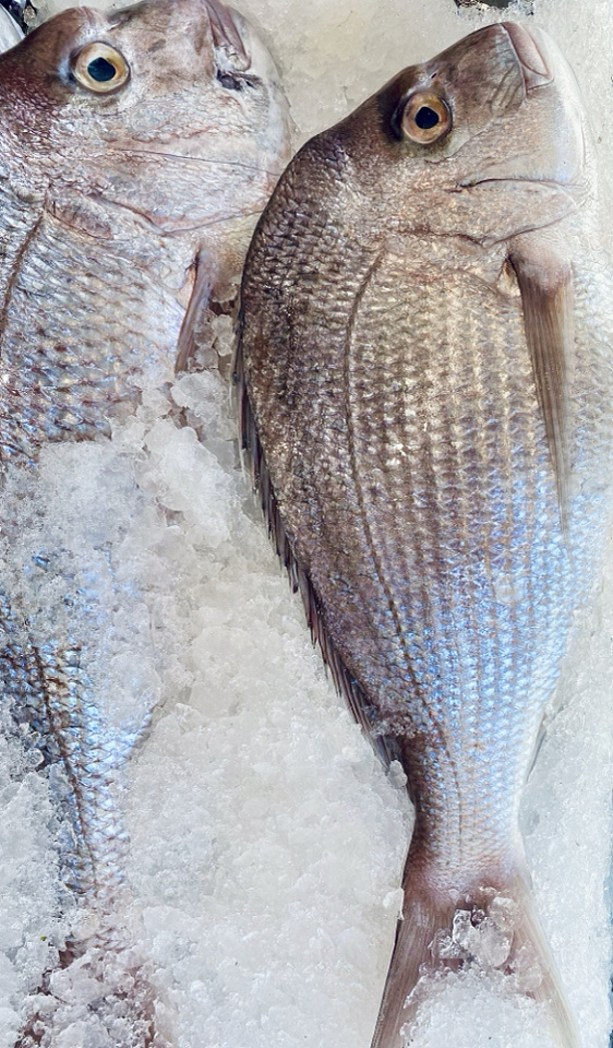 PINK SNAPPER | Doyley22 | Blipfoto
