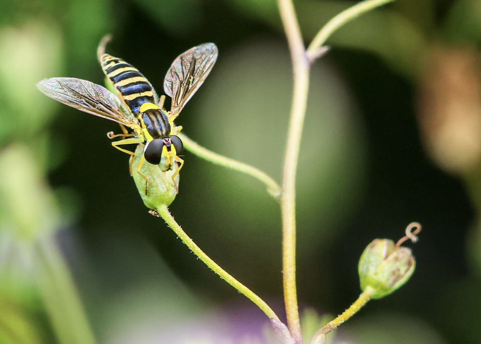 Hoverfly | maureen6002 | Blipfoto