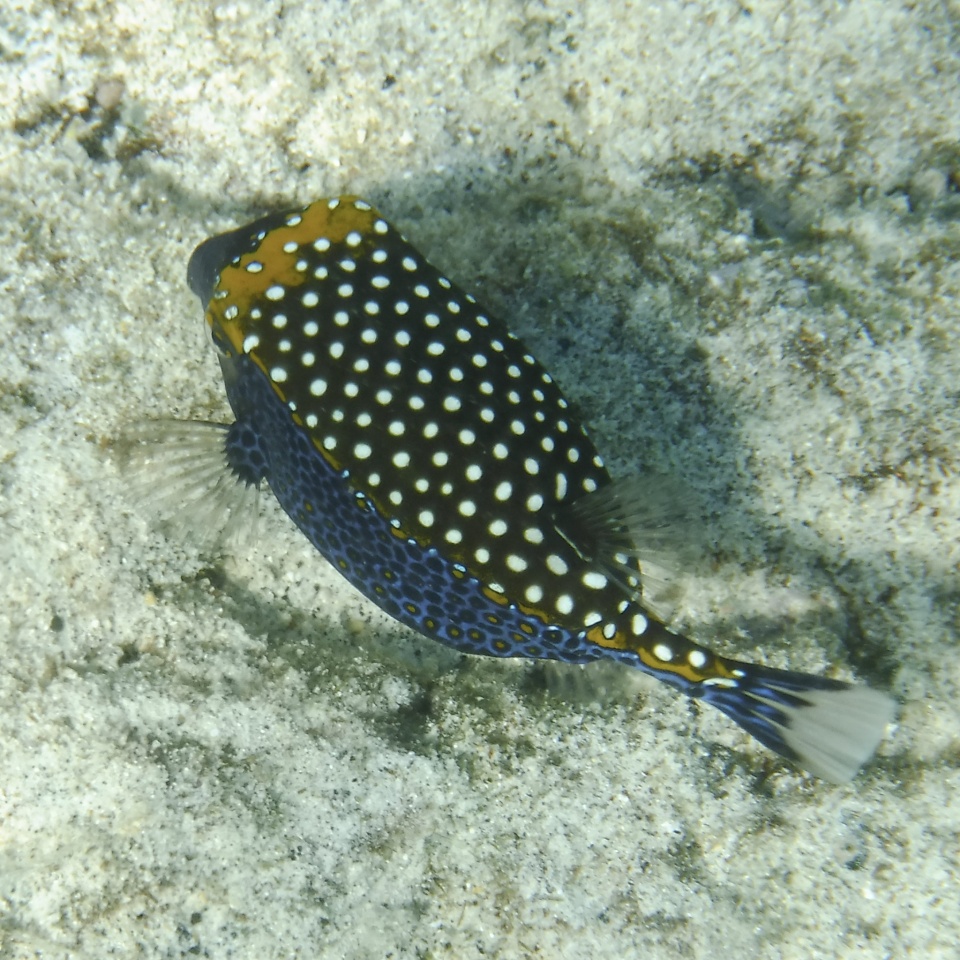 A Little White Spotted Box Fish | loisbiz | Blipfoto