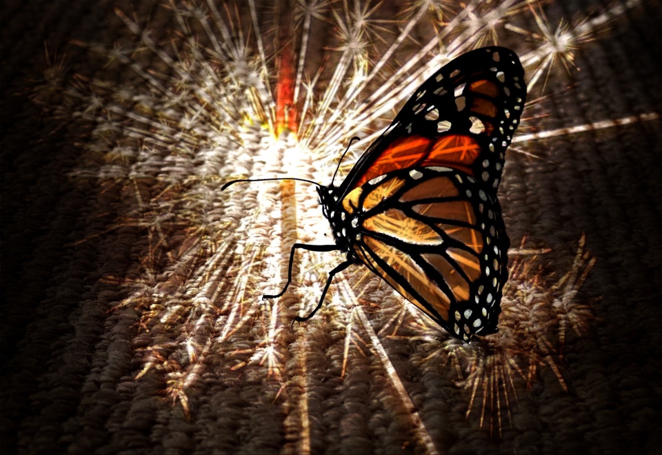 Captured... | Miffy | Blipfoto