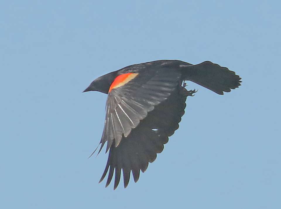 Red-winged Blackbird in Flight | VandeGraaff | Blipfoto