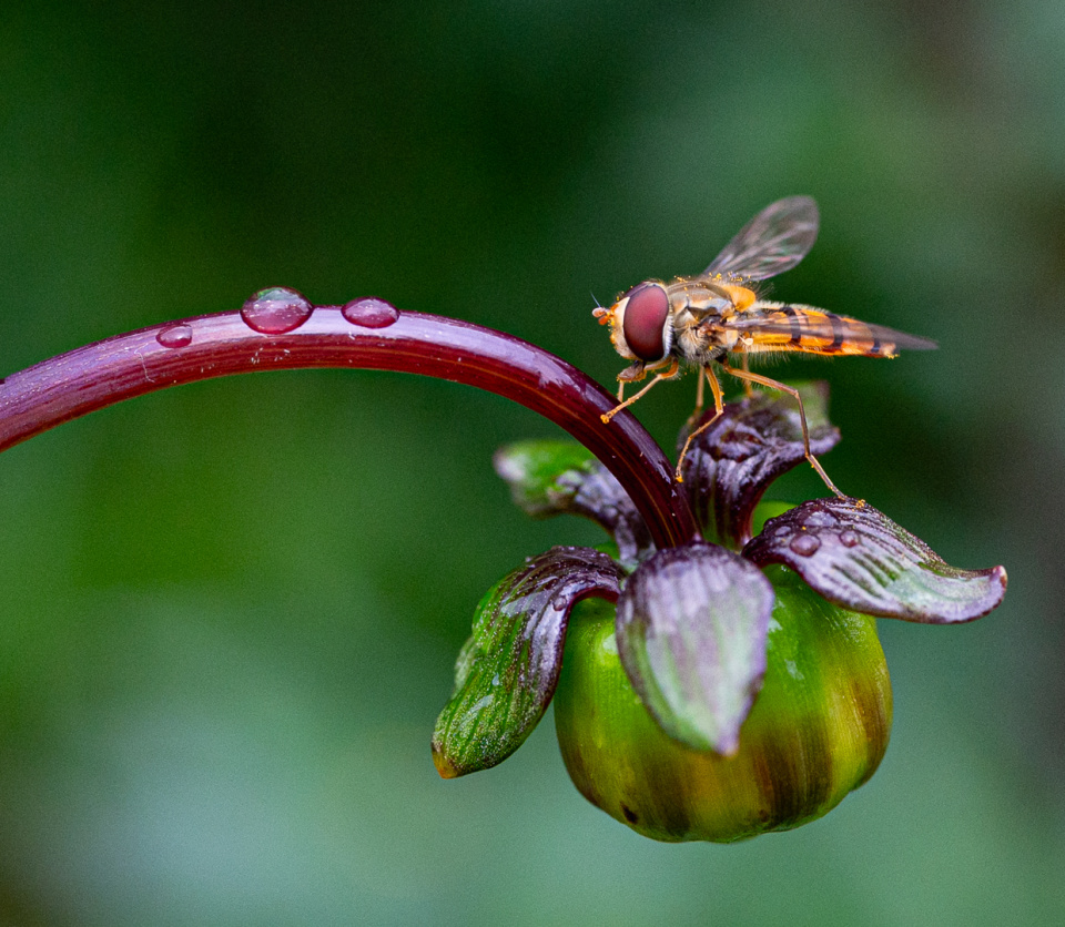 Rainy day for a change | Kersko | Blipfoto