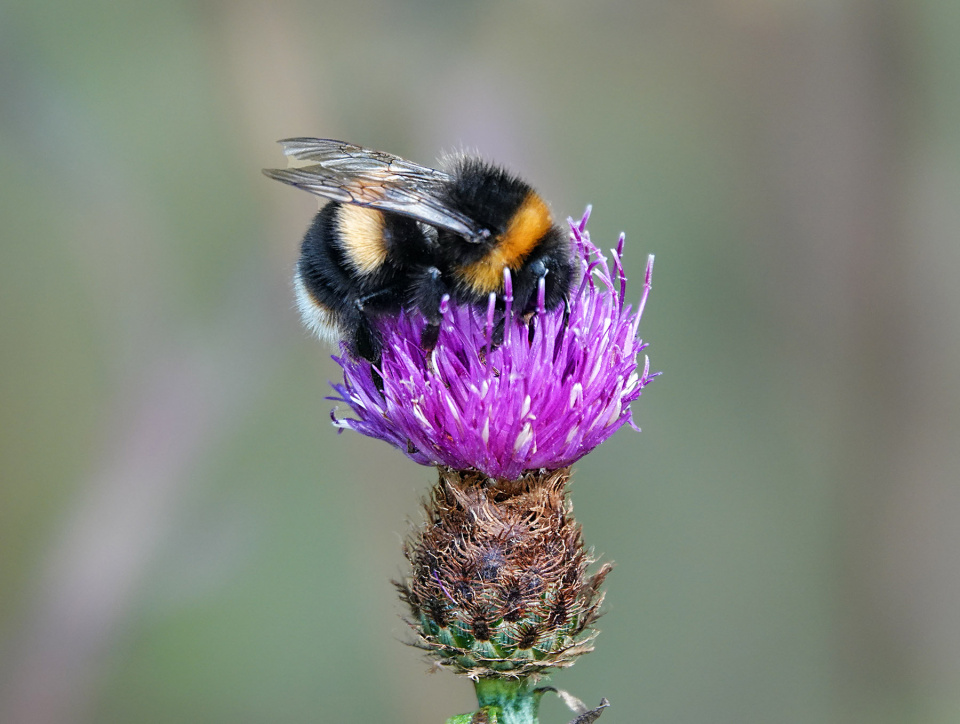 Flower Friday: "In Melancholy" | Inverculain | Blipfoto