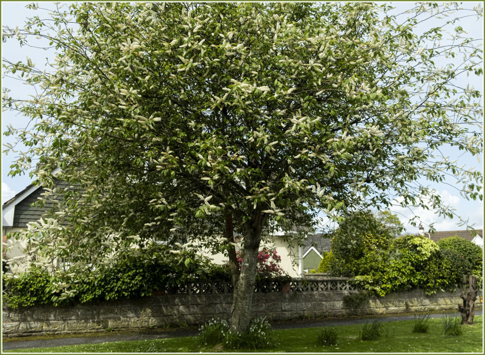 Mayday Tree | Terrifo | Blipfoto