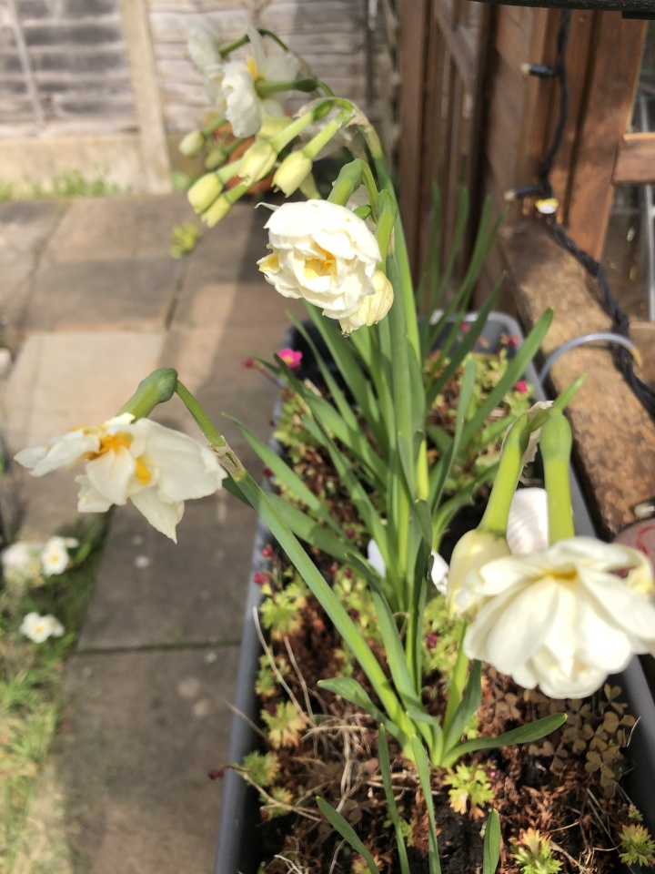 Miniature daffs | 1bluebell | Blipfoto