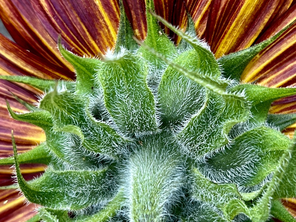 TINY TUESDAY - HAIRY SUNFLOWER BRACTS | Honeycombebeach | Blipfoto