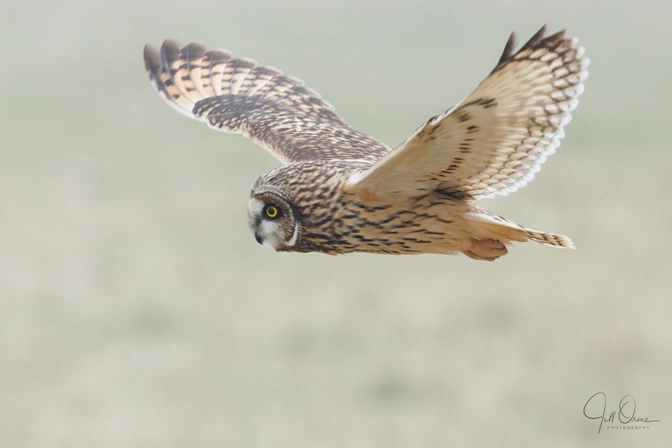 Close-up | JDO | Blipfoto