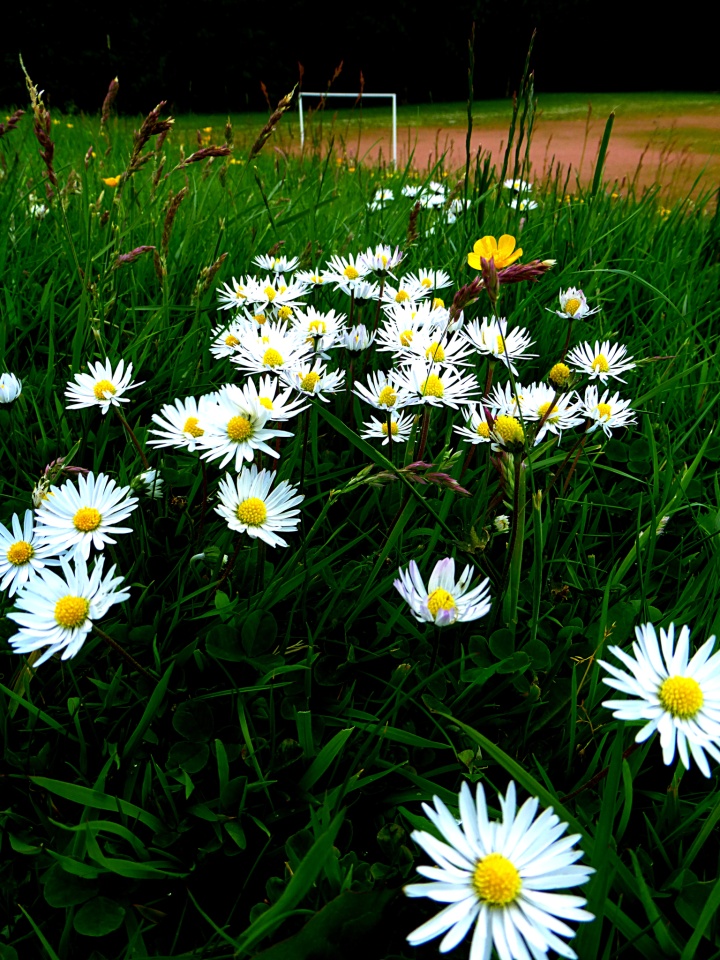Daisies at the Football Pitch | Skyegirl | Blipfoto