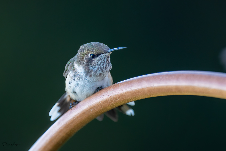 Tough Guy | dbifulco | Blipfoto