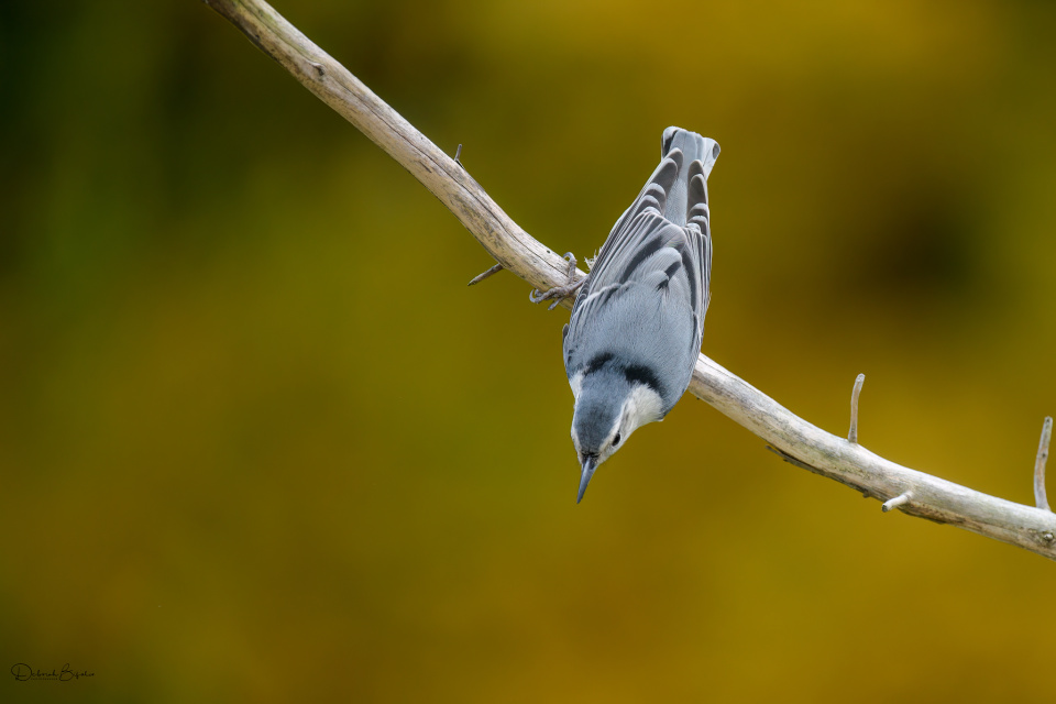 Lv Cloud Hatch | semashow.com