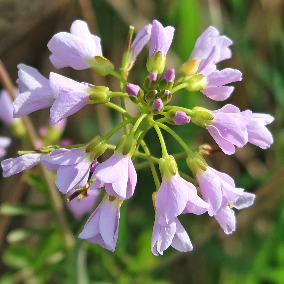 Cuckoo Flower | Tweedy | Blipfoto