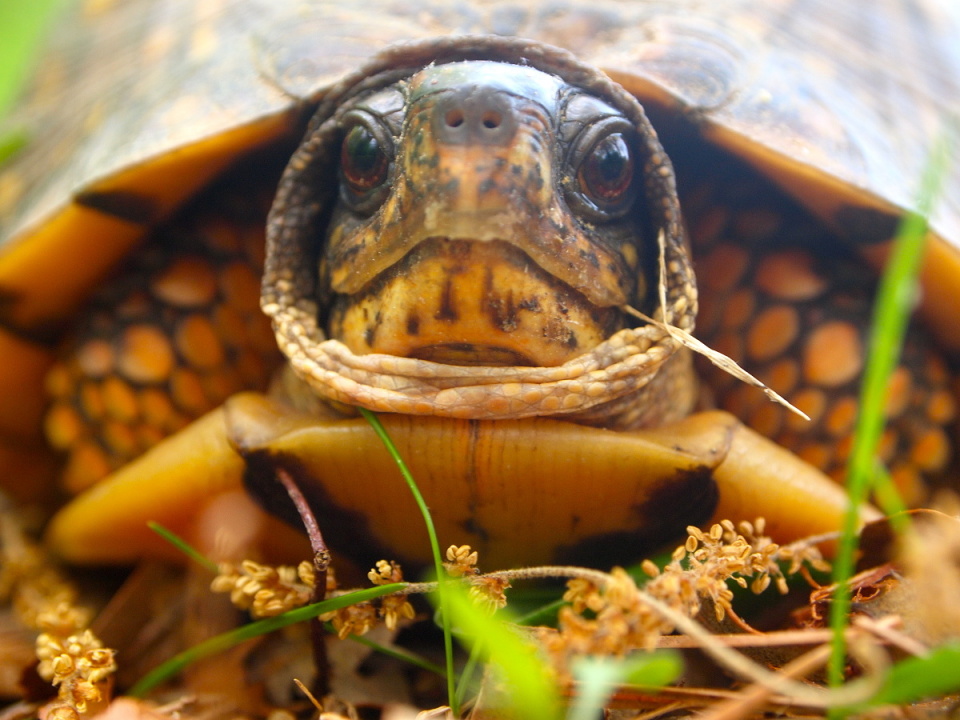 BOX TURTLE! | overthehorizon | Blipfoto