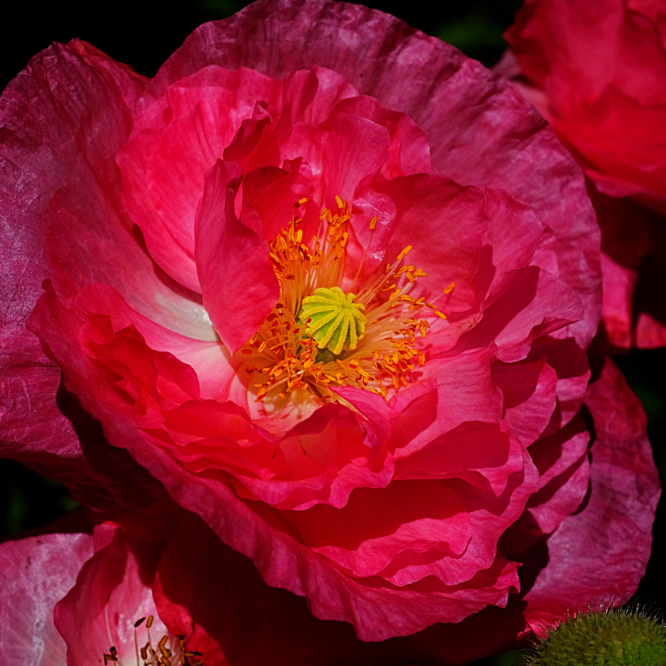 Shirley Poppy | Tommie2 | Blipfoto