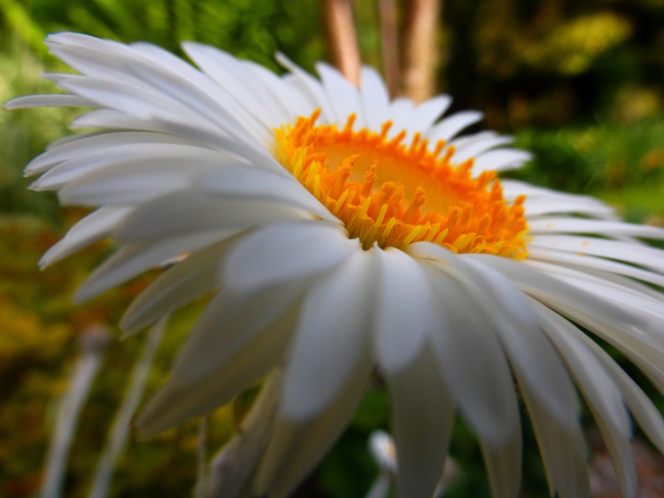 New Zealand Daisy | Skyegirl | Blipfoto