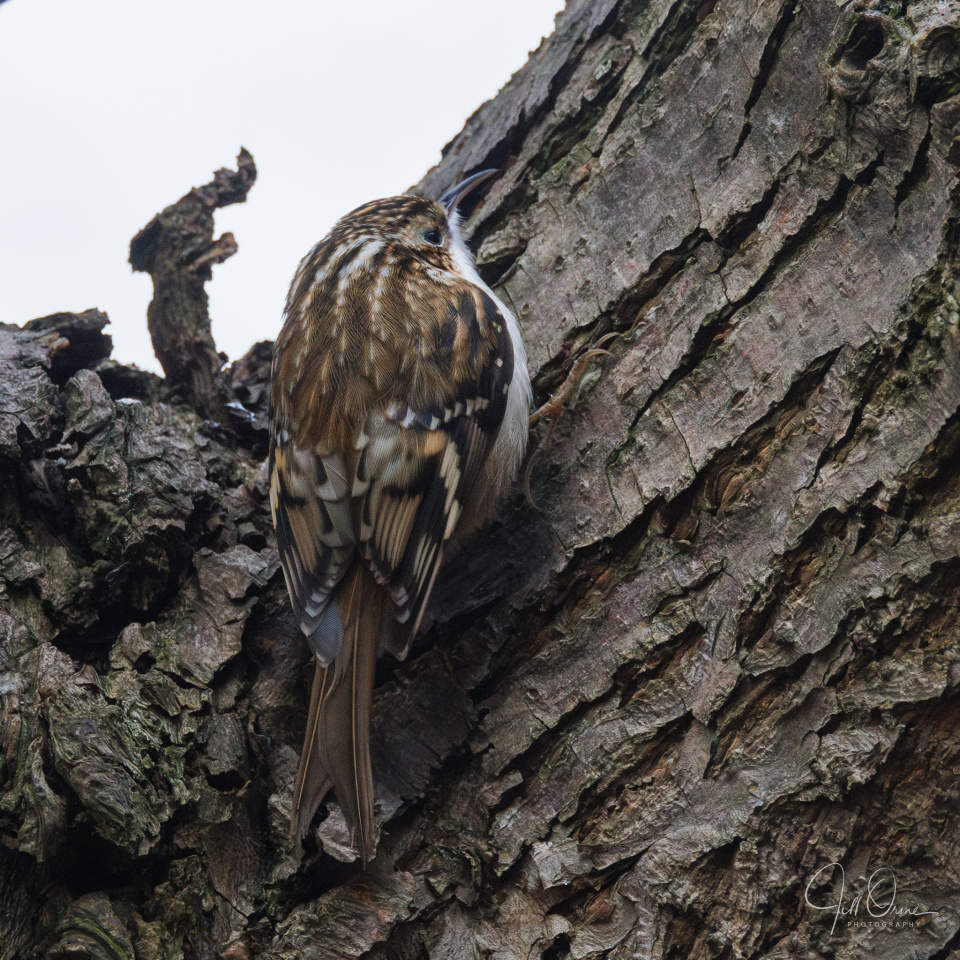 Treecreeper | JDO | Blipfoto