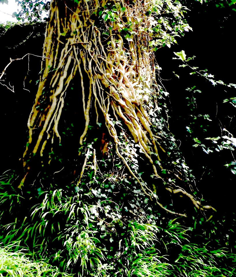 Clinging on | Toots | Blipfoto