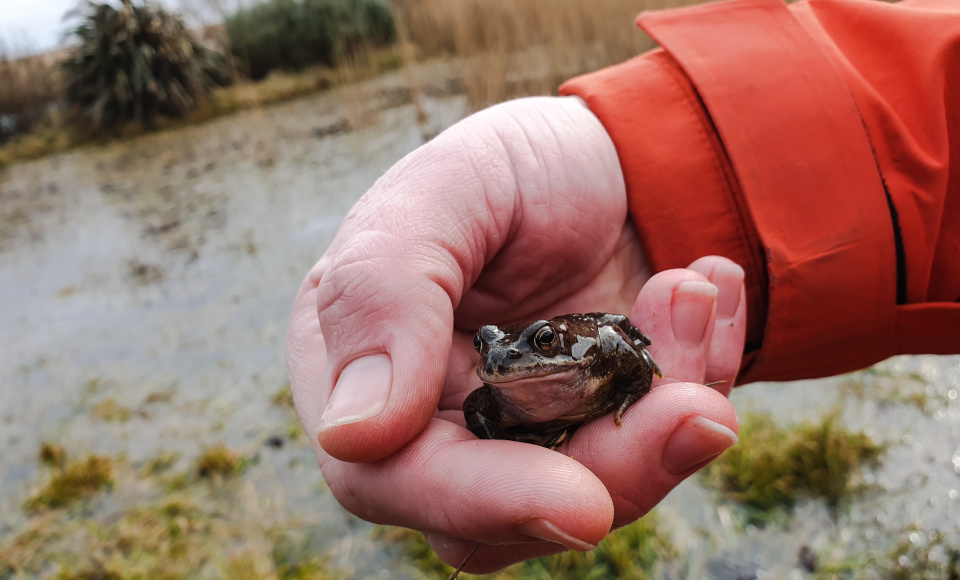 Friendly Frog | ZE1Christie | Blipfoto