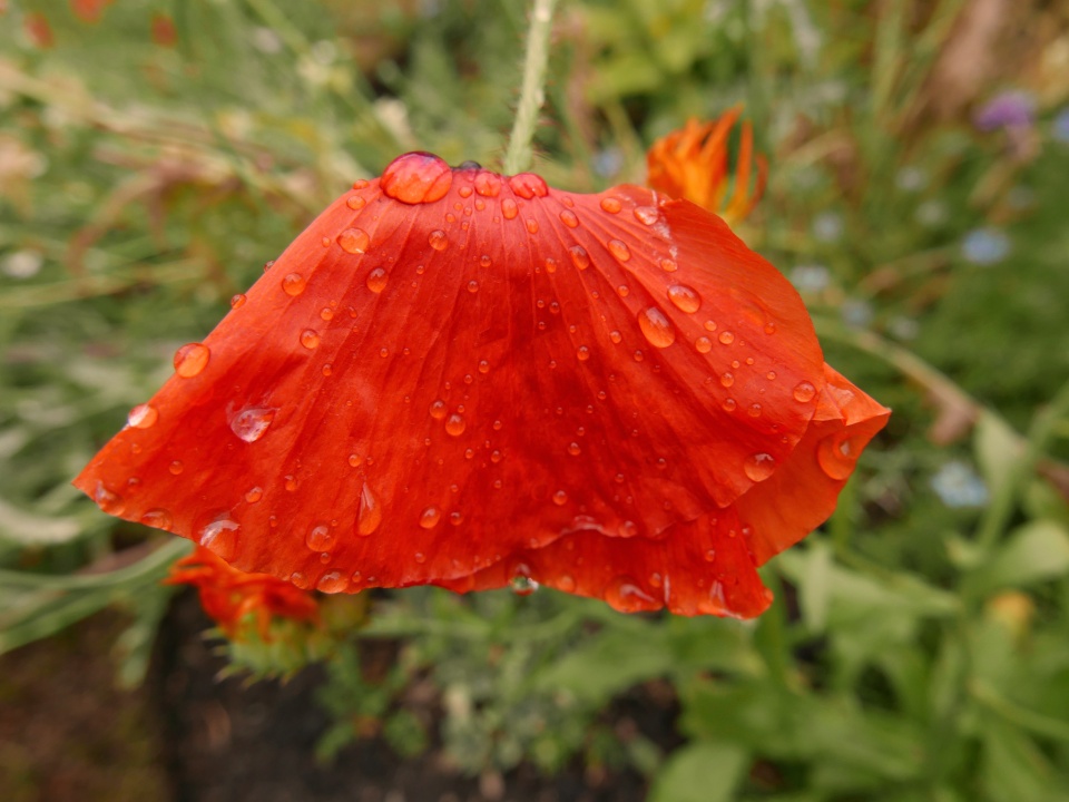 Flower Friday...Poppy | evolybab | Blipfoto