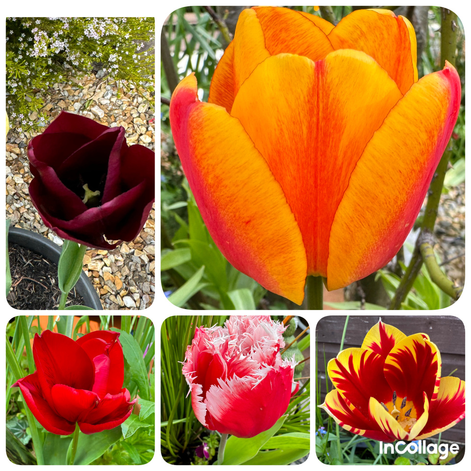GARDEN TULIP COLLAGE | sunflower | Blipfoto