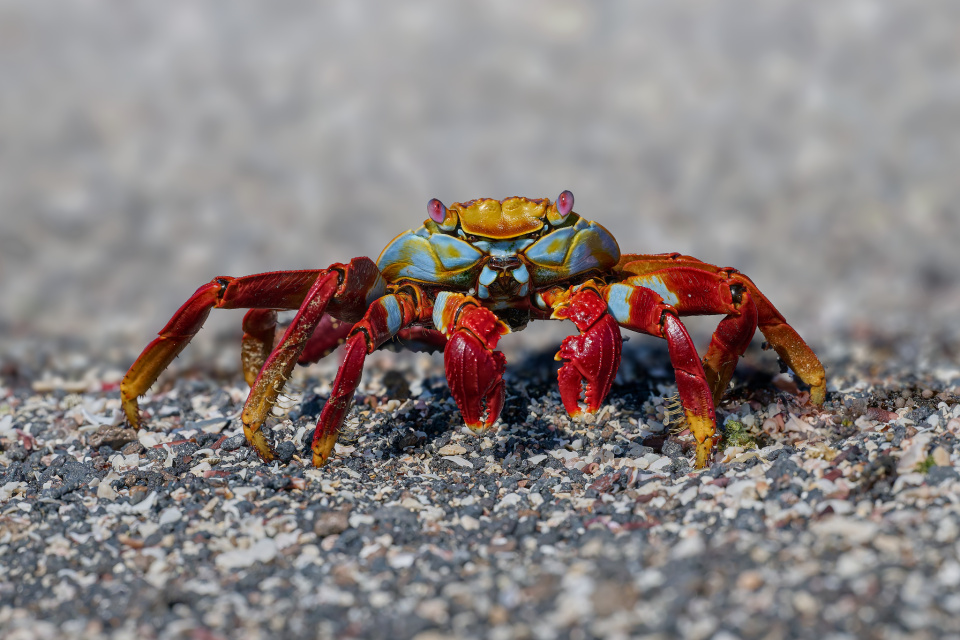 Galapagos Day 6 - Fernandina | Sheol | Blipfoto