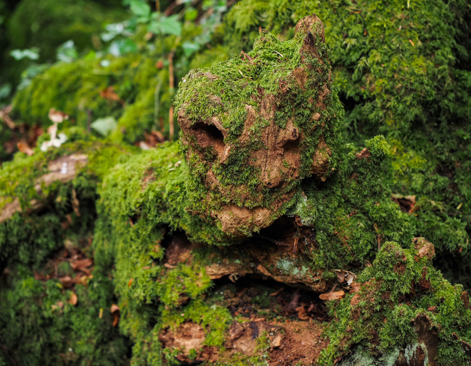 The Green Man but what do you see? | chrispybox | Blipfoto