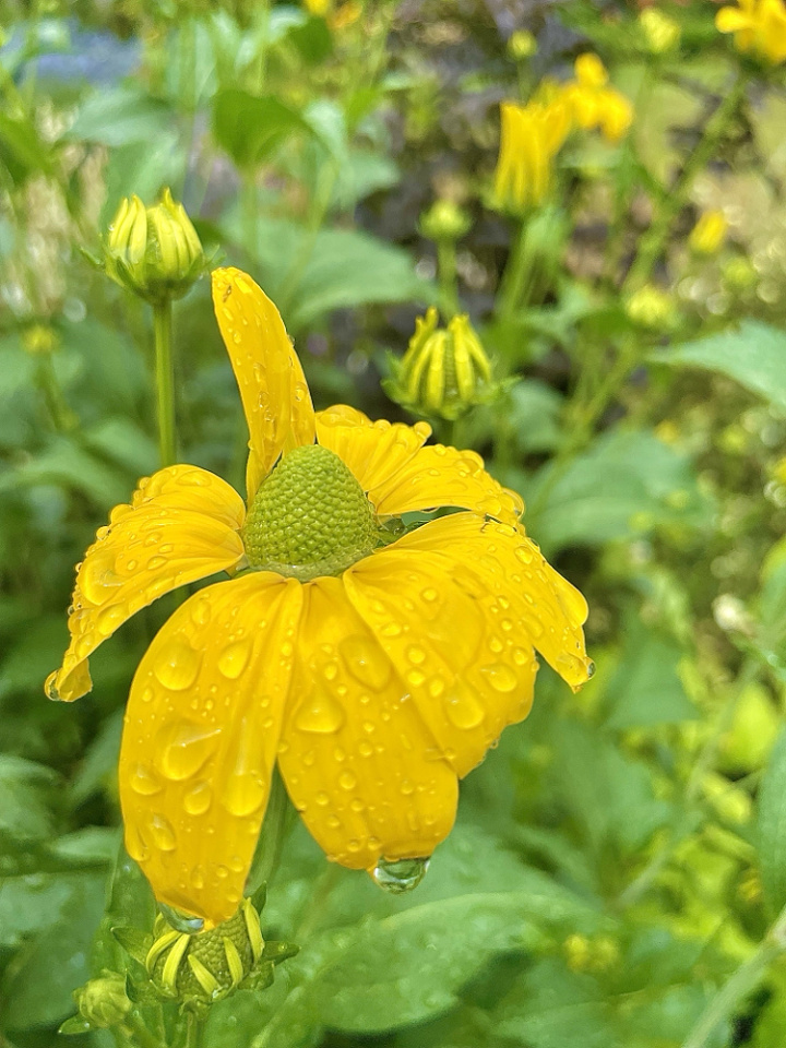 And finally it rained!! | Andrew44 | Blipfoto