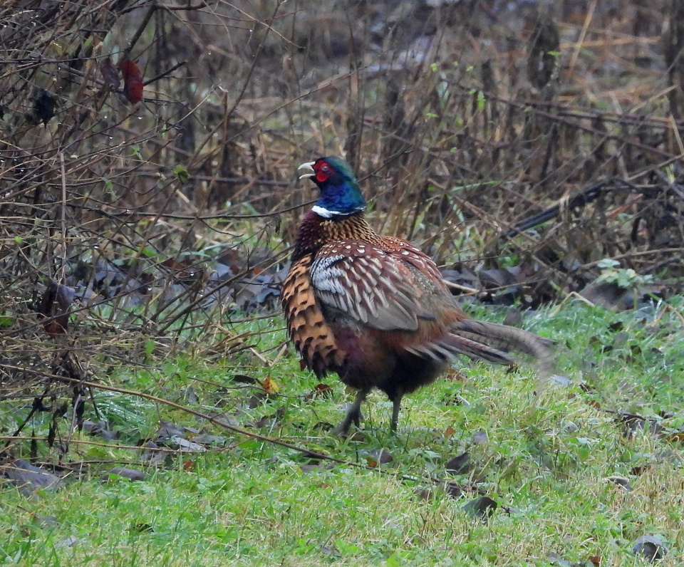Fasaani, Phasianus colchicus | leah | Blipfoto