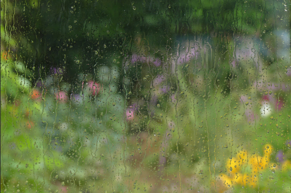 A rainy day! | NatureWatcher | Blipfoto